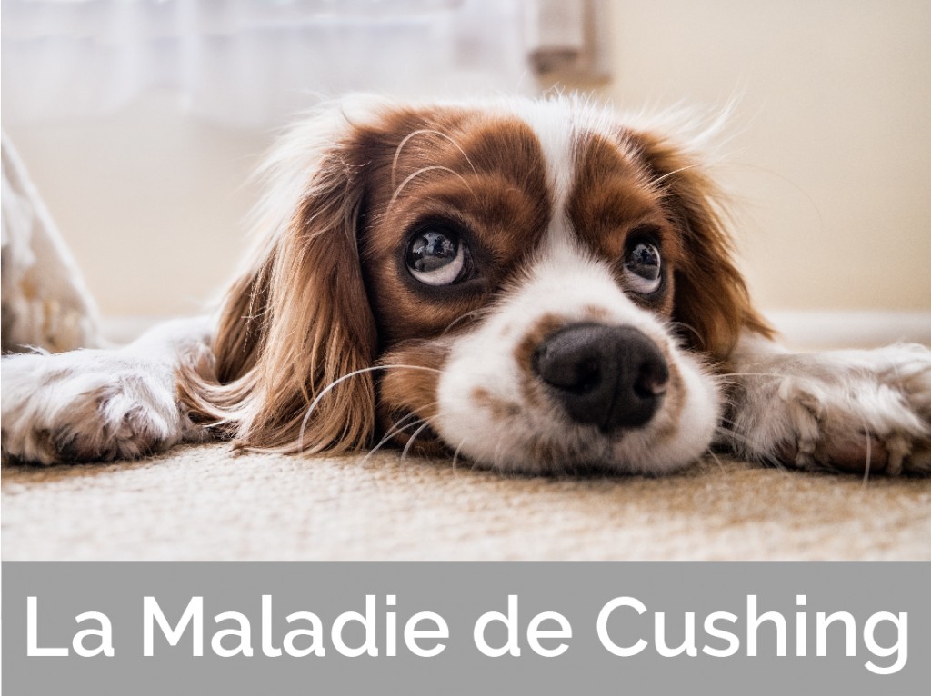 Réponse naturelle en cas de maladie de Cushing chez le chien